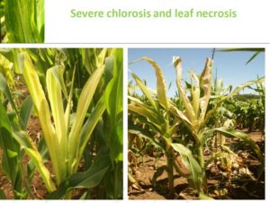 MLN Diseases portal » MLN Severe Chlorosis and Leaf Necrosis