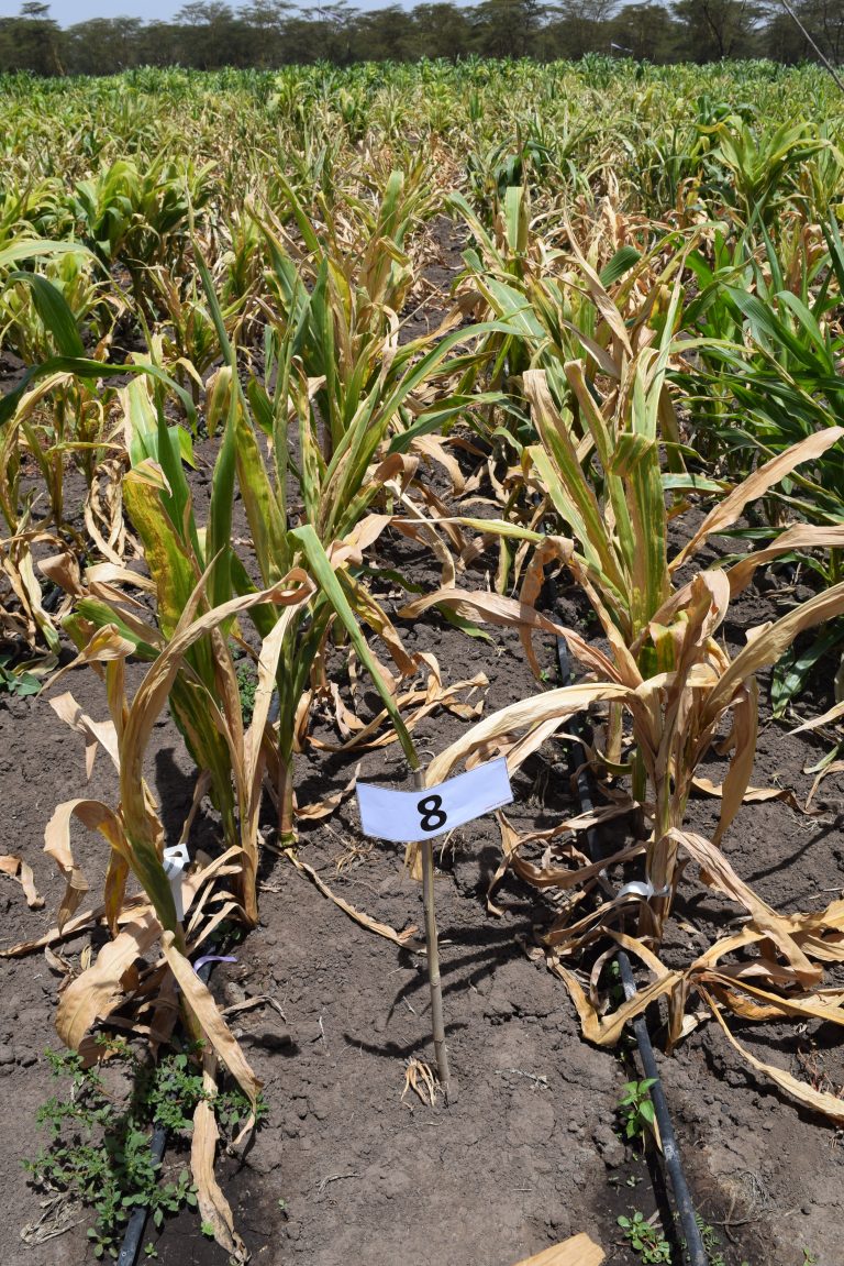 MLN Diseases portal » MLN Breeding Line Scoring Scale