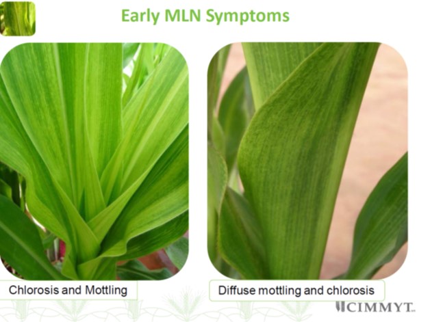 MLN Diseases portal » MLN Field Guide